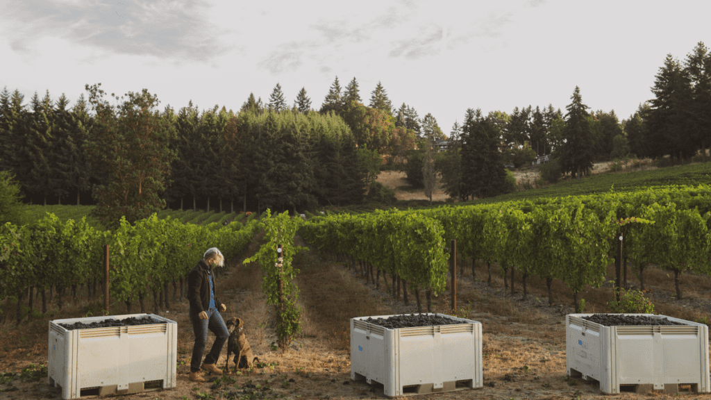 15 Golden Nuggets of Wisdom from Remy Drabkin of Remy Wines | Sip Magazine